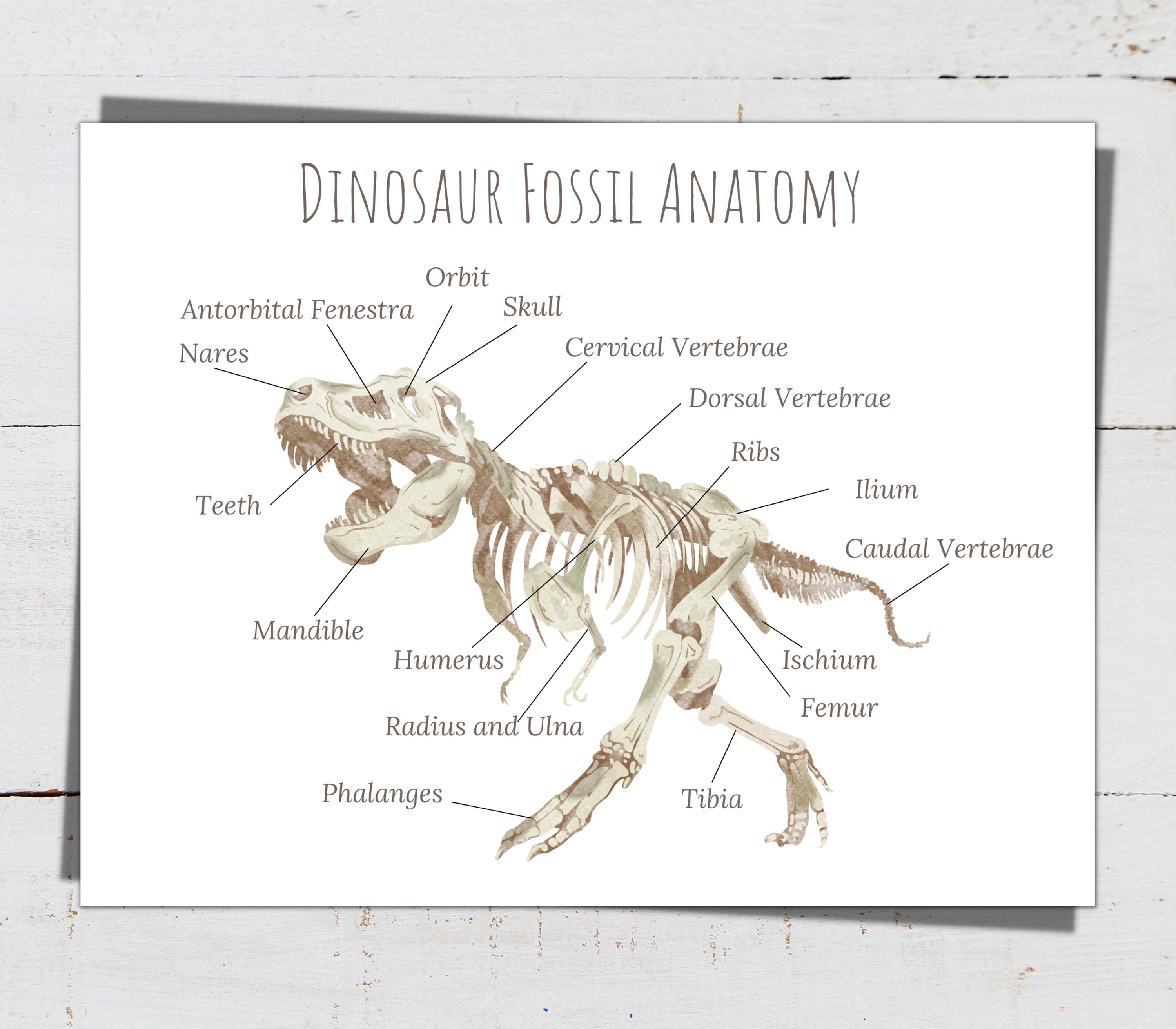 Dinosaur Skeleton Chart