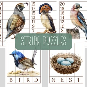 BIRD Unit Study, Life Cycle, Anatomy, Nature Study, Science ...