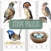 Bird Unit Study: Anatomy, Life Cycle, Homeschool Printable (instant ...