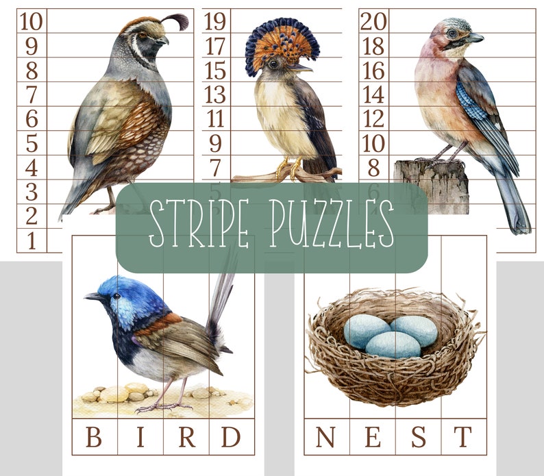 BIRD Unit Study Life Cycle Anatomy Nature Study Science - Etsy