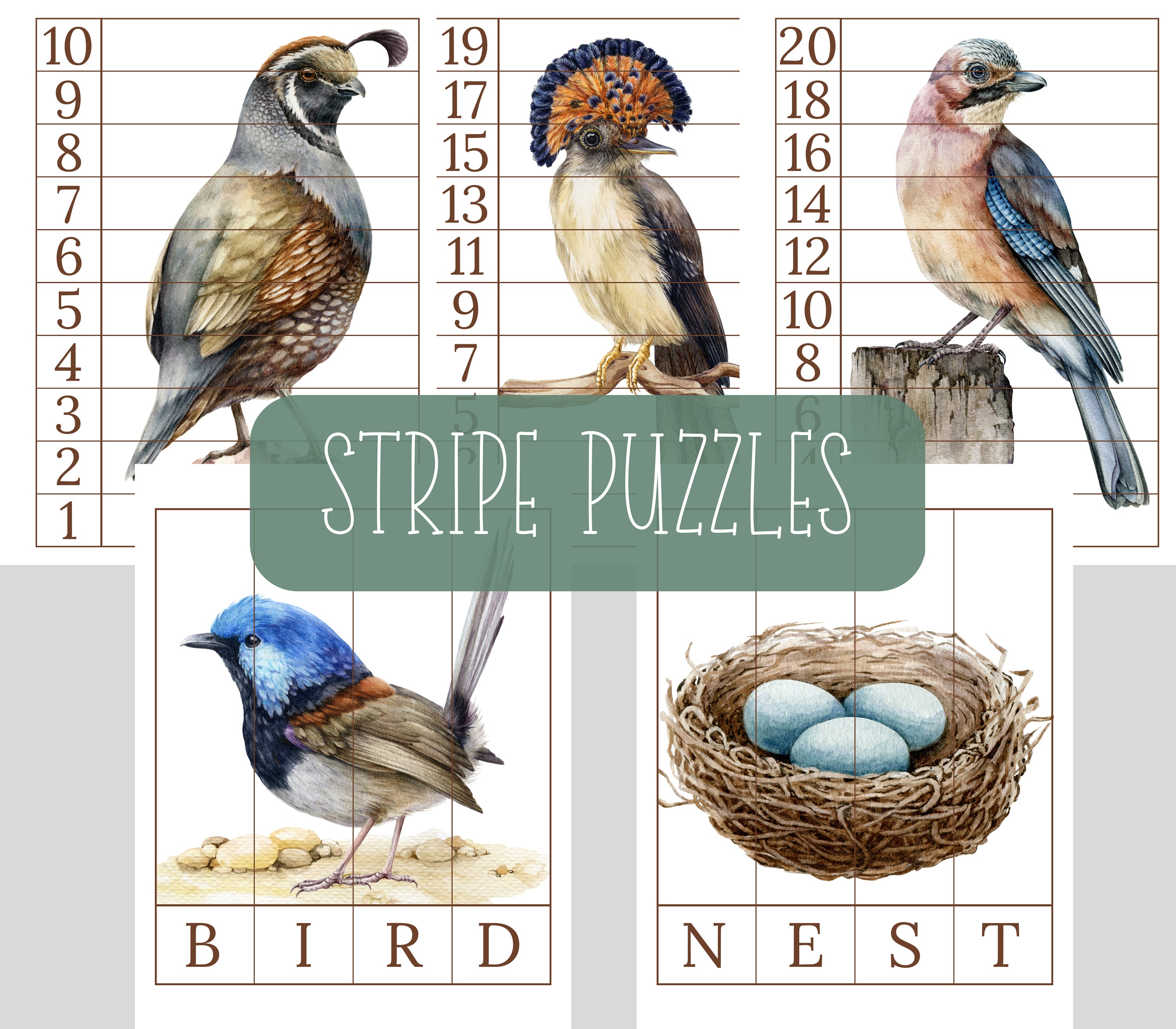 Bird Unit Study: Anatomy, Life Cycle, Homeschool Printable (instant ...