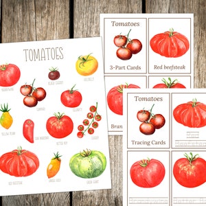 TOMATO Unit Study, Life Cycle, Anatomy, Nature Study, Science ...