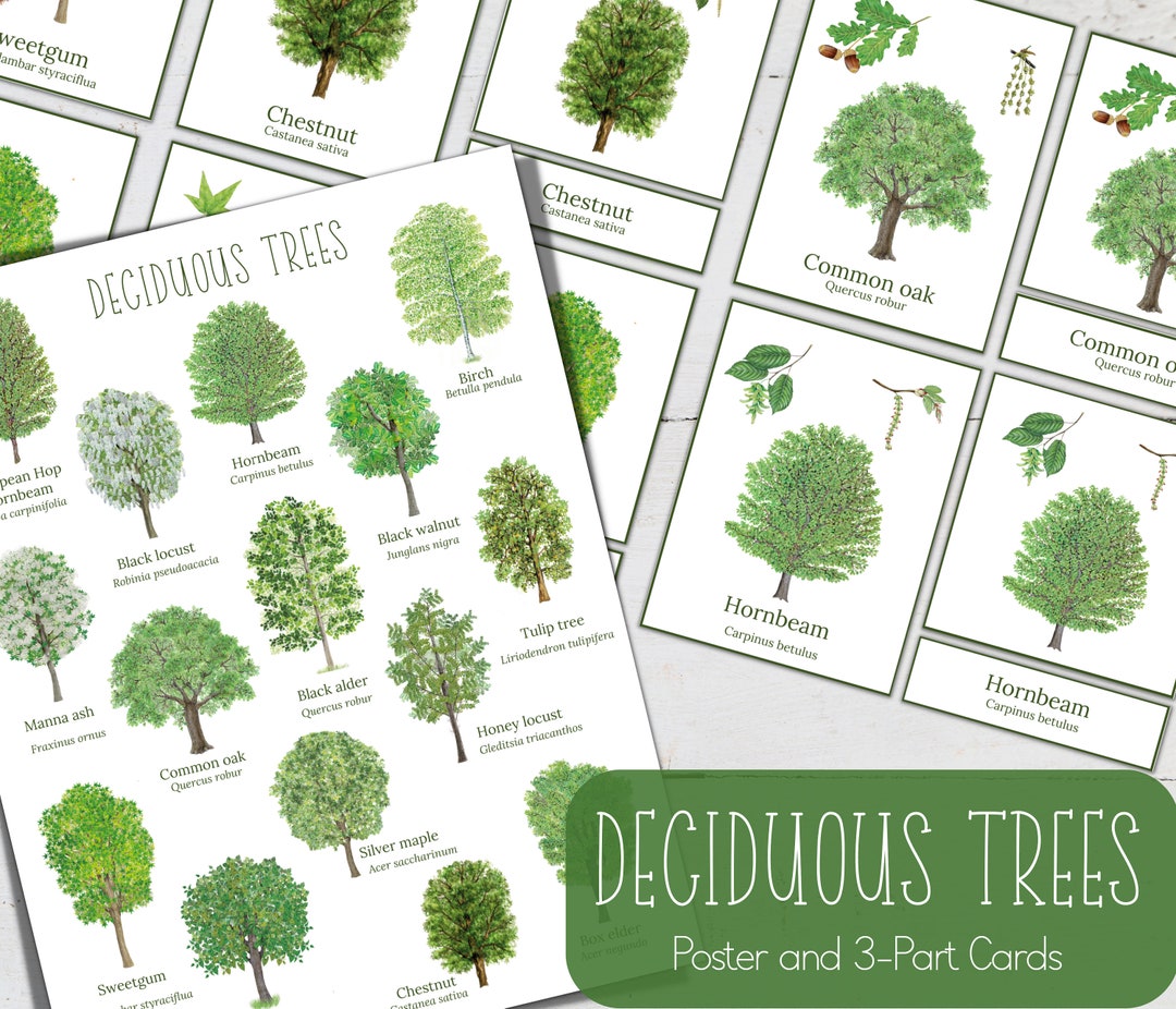 DECIDUOUS TREES Mini Poster and 3 Part Cards, Nature, Digital DIY ...