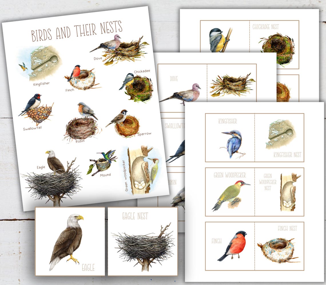 BIRD NESTS Unit Study, Nature Study, Science, Handwriting, Homeschool ...