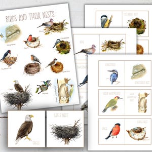 BIRD NESTS Unit Study, Nature Study, Science, Handwriting, Homeschool ...