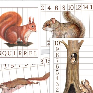 Squirrel Unit Study: Anatomy, Life Cycle, Homeschool Printable (instant ...
