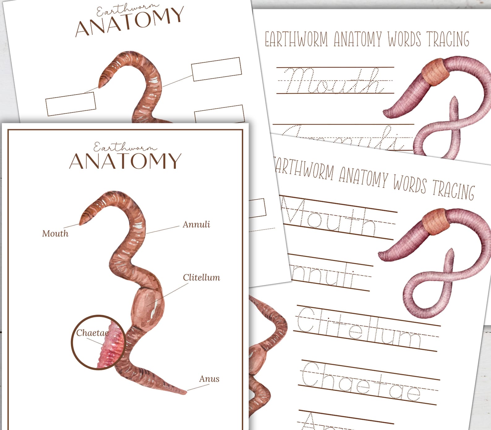 EARTHWORM Study Unit, Life Cycle, Anatomy, Nature Study, Science ...