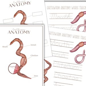 EARTHWORM Study Unit, Life Cycle, Anatomy, Nature Study, Science ...