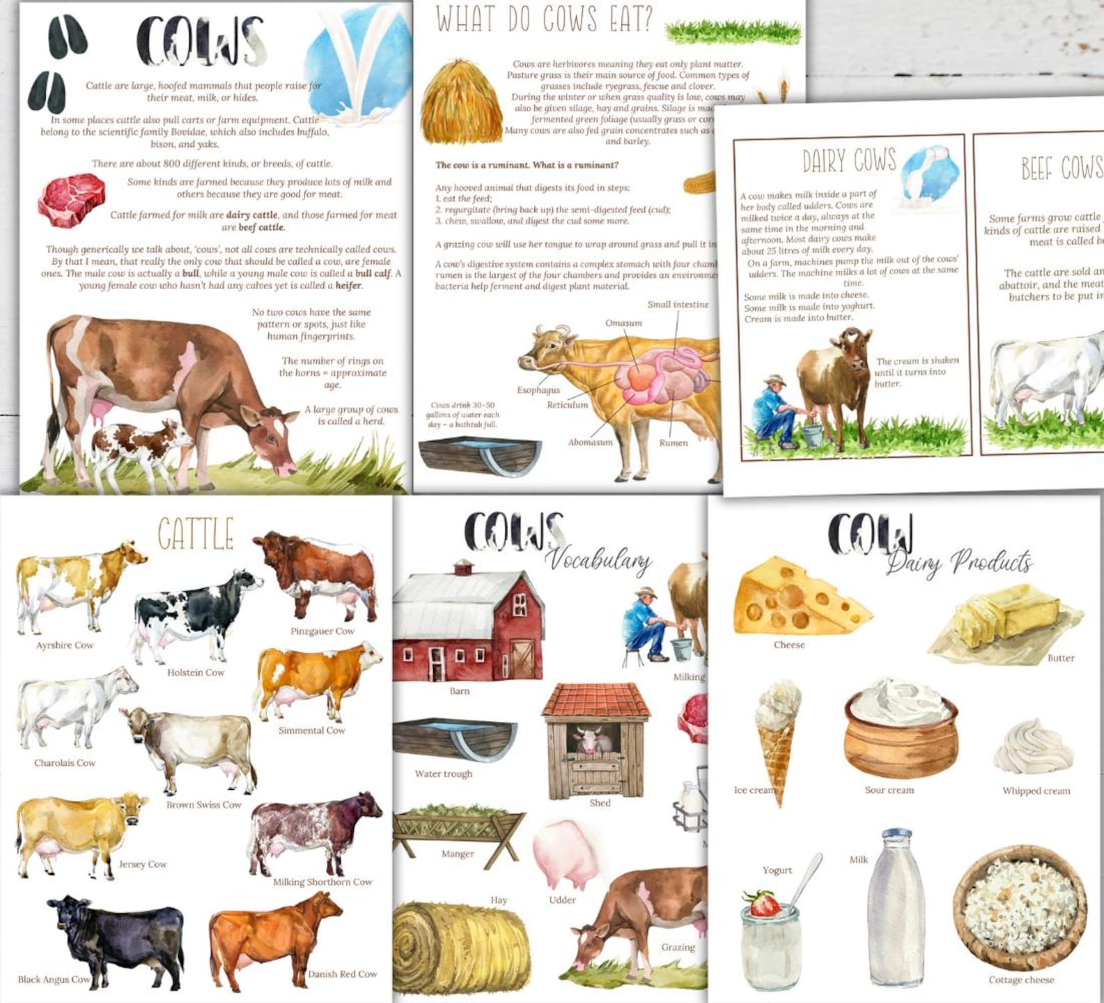Cows Unit Study: Cattle Life Cycle, Anatomy (homeschool Printable) - Etsy