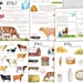 Cows Unit Study: Cattle Life Cycle, Anatomy (homeschool Printable) - Etsy