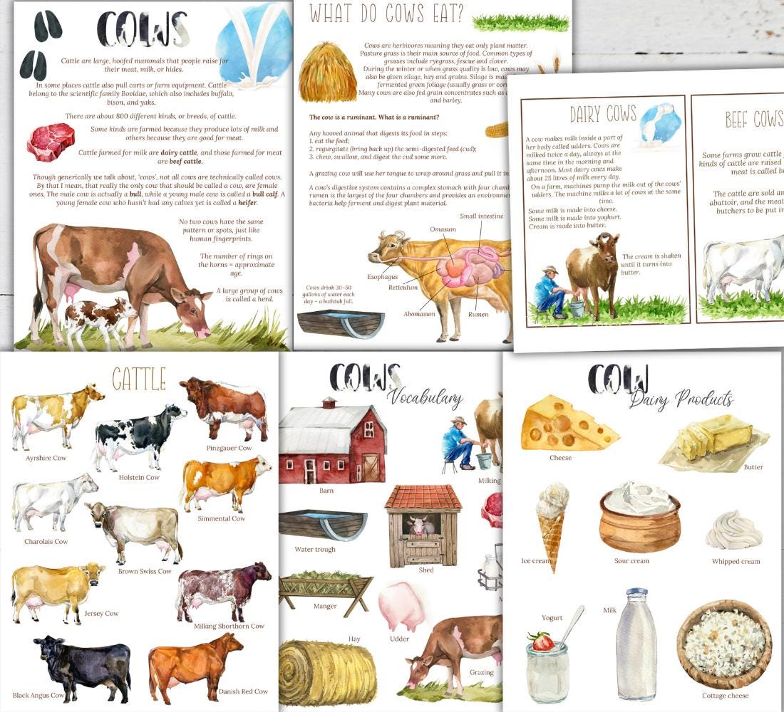 Cows Unit Study: Cattle Life Cycle, Anatomy (homeschool Printable) - Etsy