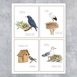 BIRDS and Their NESTS Flashcards and Matching Activity, Instant ...