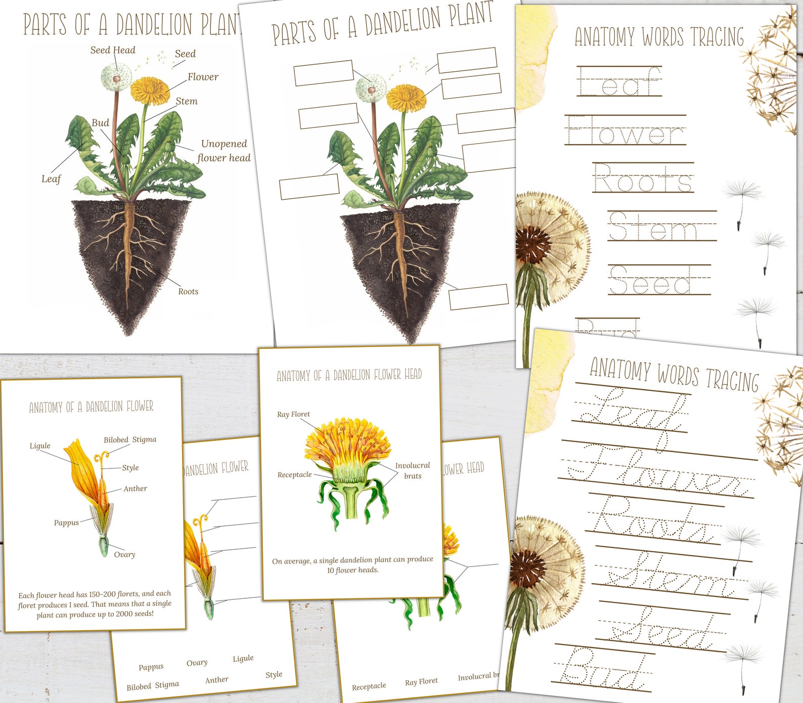 DANDELION Unit Study, Life Cycle, Anatomy, Nature Study, Science ...