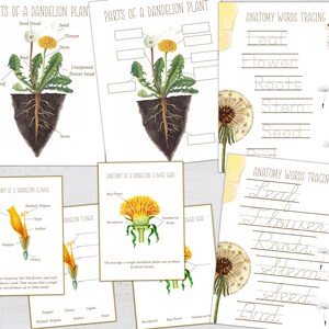 DANDELION Unit Study, Life Cycle, Anatomy, Nature Study, Science ...