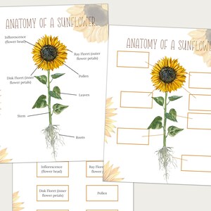 SUNFLOWER Unit Study, Life Cycle, Anatomy, Nature Study, Science ...
