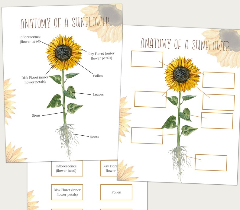 SUNFLOWER Unit Study Life Cycle Anatomy Nature Study - Etsy