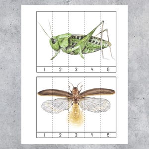 Minibeasts Number Sequence Puzzles Printable, Montessori Minibeasts ...