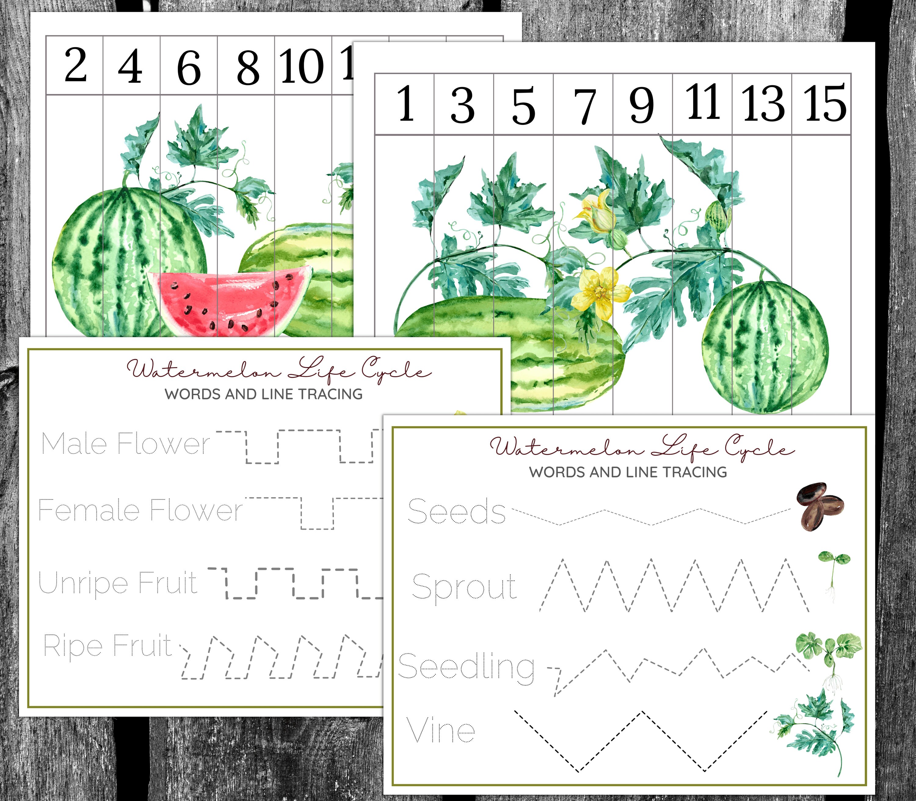 WATERMELON Unit Study Life Cycle Anatomy Nature Study - Etsy