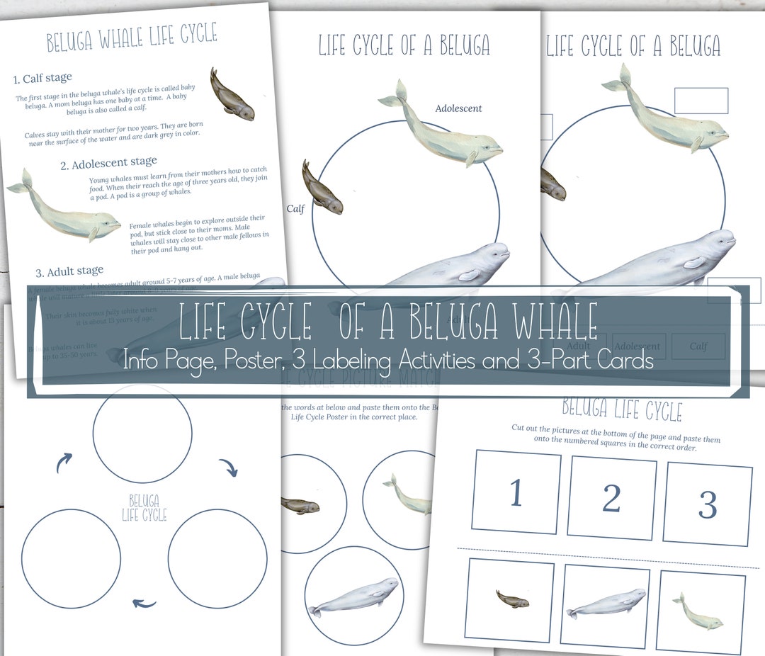 BELUGA WHALE Life Cycle, Nature Study, Homeschool Printable, Instant ...