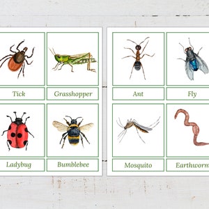 Minibeast 3 Part Cards and Miniposter, Bugs, Insects, Nature, Digital ...