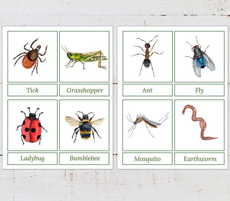 Minibeast 3 Part Cards and Miniposter Bugs Insects Nature - Etsy