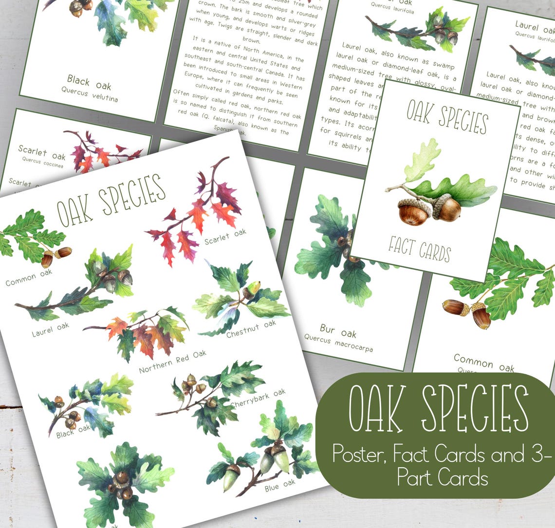 OAK Unit Study, Life Cycle, Anatomy, Nature Study, Science, Handwriting ...
