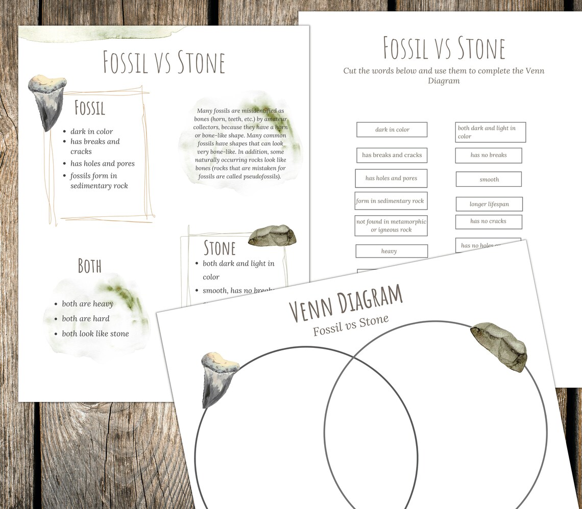 FOSSILS Unit Study Anatomy Nature Study Science - Etsy