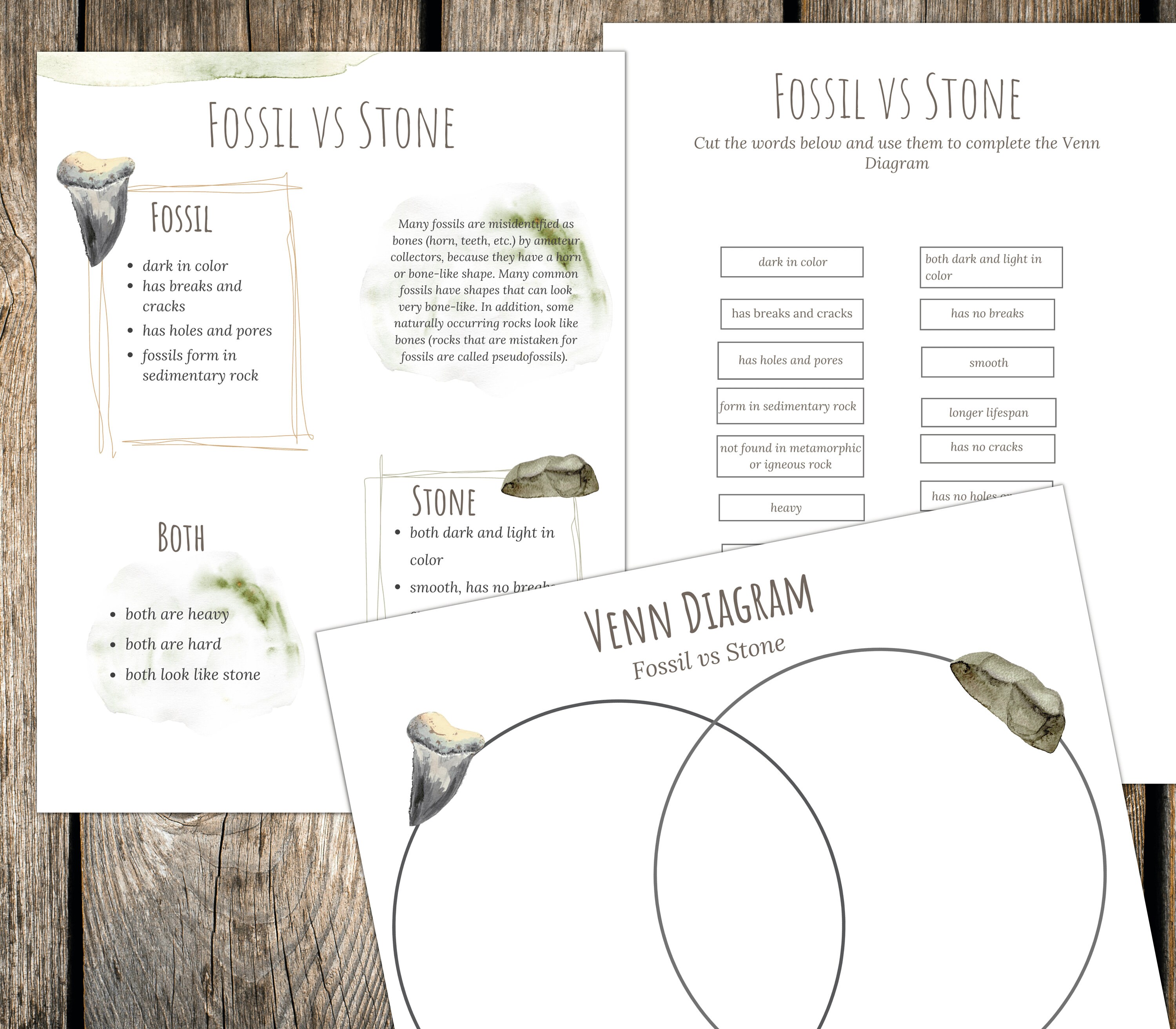 FOSSILS Unit Study Anatomy Nature Study Science - Etsy