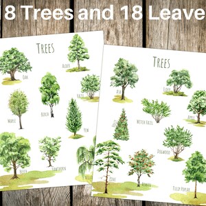 GREEN TREES and LEAVES, Mini Posters + Cards + Puzzles, Nature Study, 3 ...