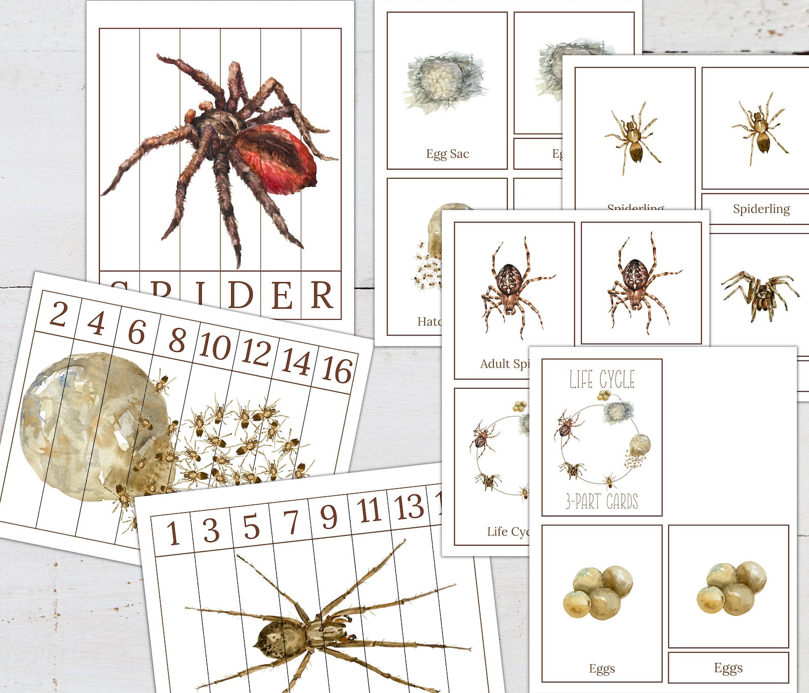 Spider Unit Study: Life Cycle, Anatomy, Homeschool Printable (instant ...