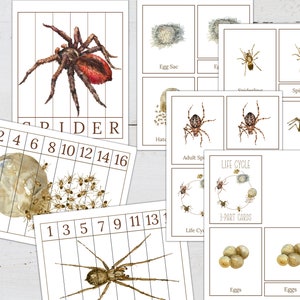 Spider Unit Study: Life Cycle, Anatomy, Homeschool Printable (instant ...