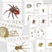 SPIDER Unit Study, Life Cycle, Anatomy, Nature Study, Science ...