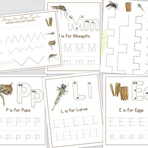 MOSQUITO Unit Study, Life Cycle, Anatomy, Nature Study, Science ...