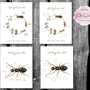 ANT Colony Unit Study Life Cycle Anatomy Nature Study | Etsy