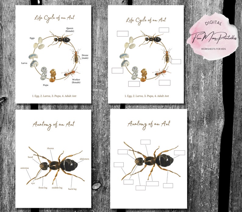 ANT Colony Unit Study Life Cycle Anatomy Nature Study | Etsy