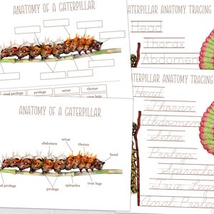Butterflies and Their Caterpillars Unit Study, Life Cycle, Anatomy ...