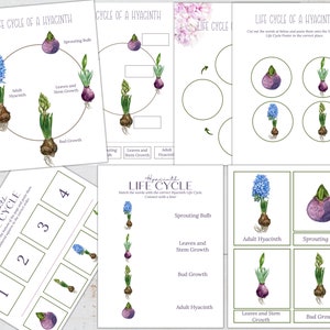 Flowers Mini Study Unit: Life Cycle & Anatomy (instant Download) - Etsy
