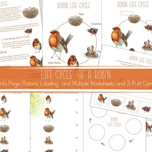 EUROPEAN ROBIN Unit Study, Life Cycle, Anatomy, Nature Study, Science ...