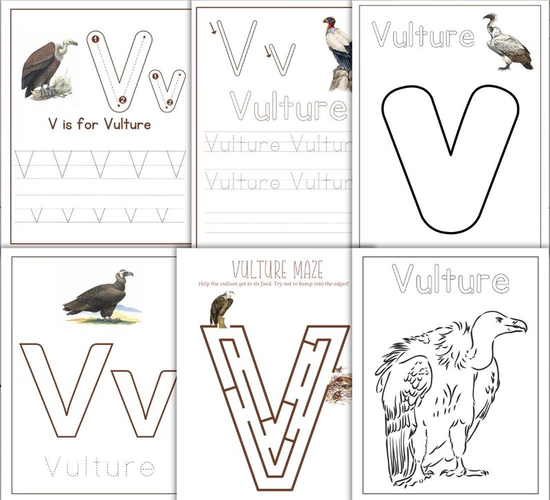 Vultures Unit Study: Life Cycle, Anatomy, Homeschool Printable (instant ...