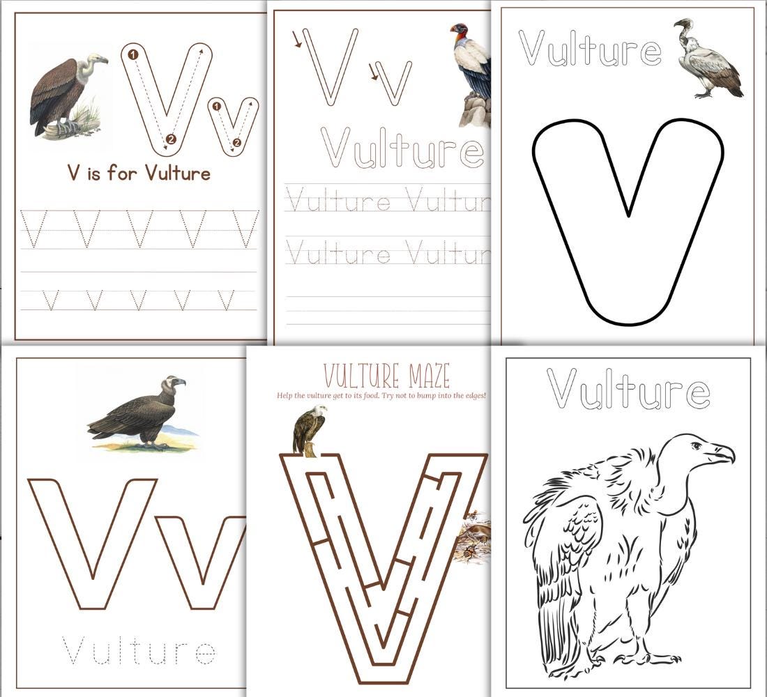 Vultures Unit Study: Life Cycle, Anatomy, Homeschool Printable (instant ...