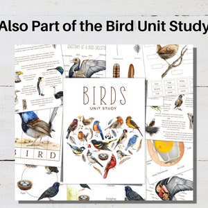 BIRD Internal and Skeleton Anatomy, Posters and Labeling Activities ...