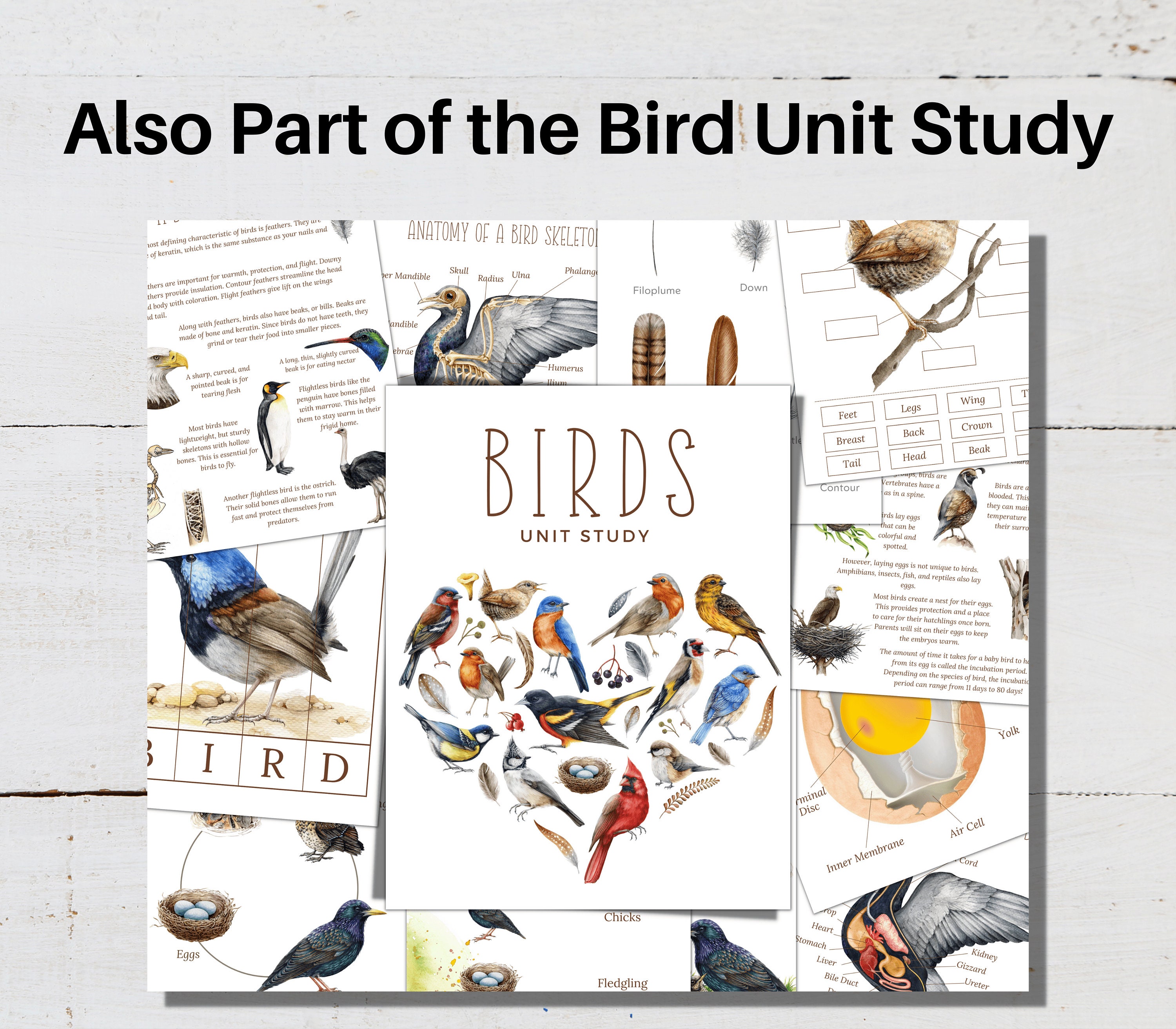 BIRD Internal and Skeleton Anatomy Posters and Labeling - Etsy