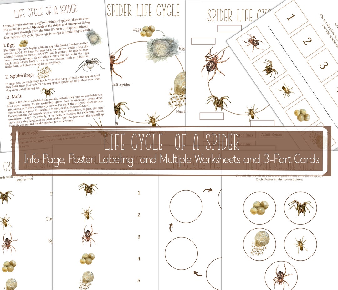 SPIDER Life Cycle, Nature Study, Homeschool Printable, Instant Download ...