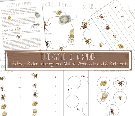 Spider Life Cycle For Kids Worksheets