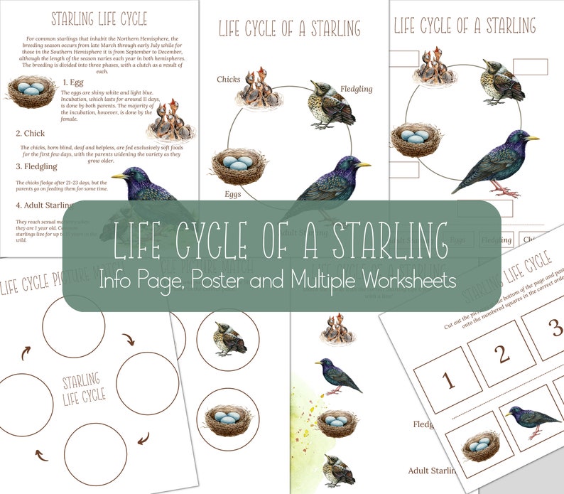 Bird Unit Study: Anatomy, Life Cycle, Homeschool Printable (instant ...