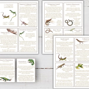 LIZARDS Mini Poster, Fact Cards and 3 Part Cards, Nature, Digital DIY ...