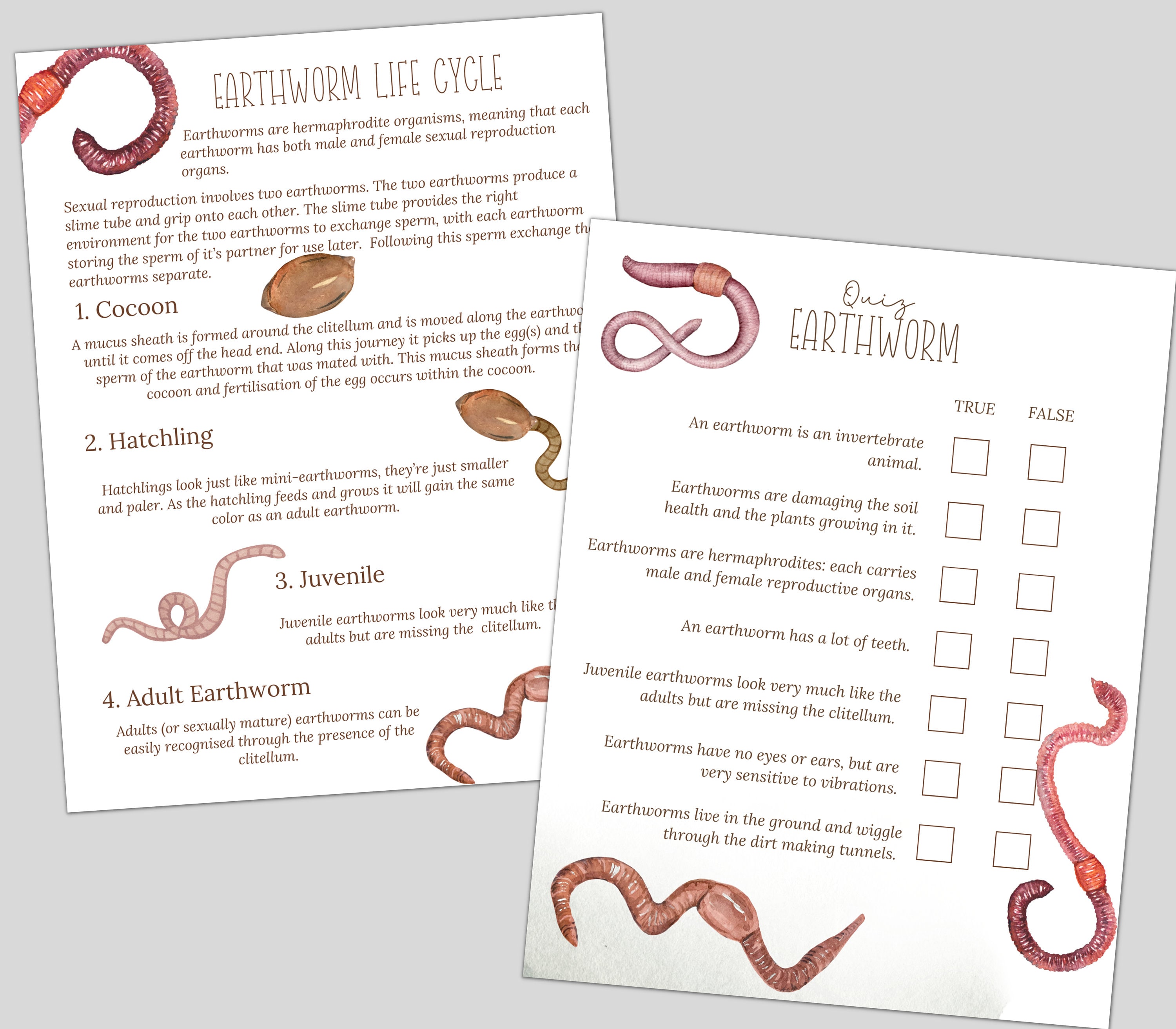 Earthworm Reproduction Cycle