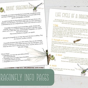 DRAGONFLY Unit Study, Life Cycle, Anatomy, Nature Study, Science ...