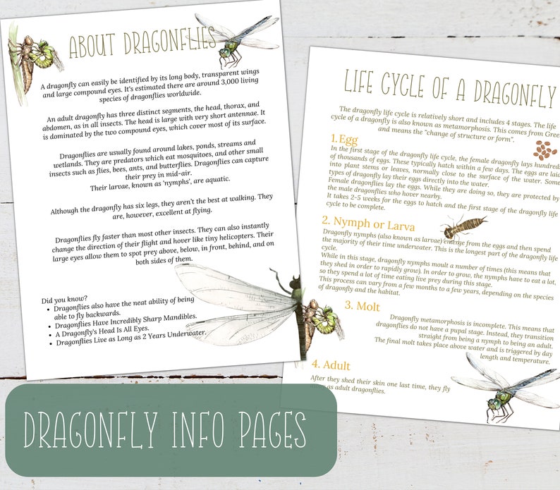 DRAGONFLY Unit Study Life Cycle Anatomy Nature Study - Etsy