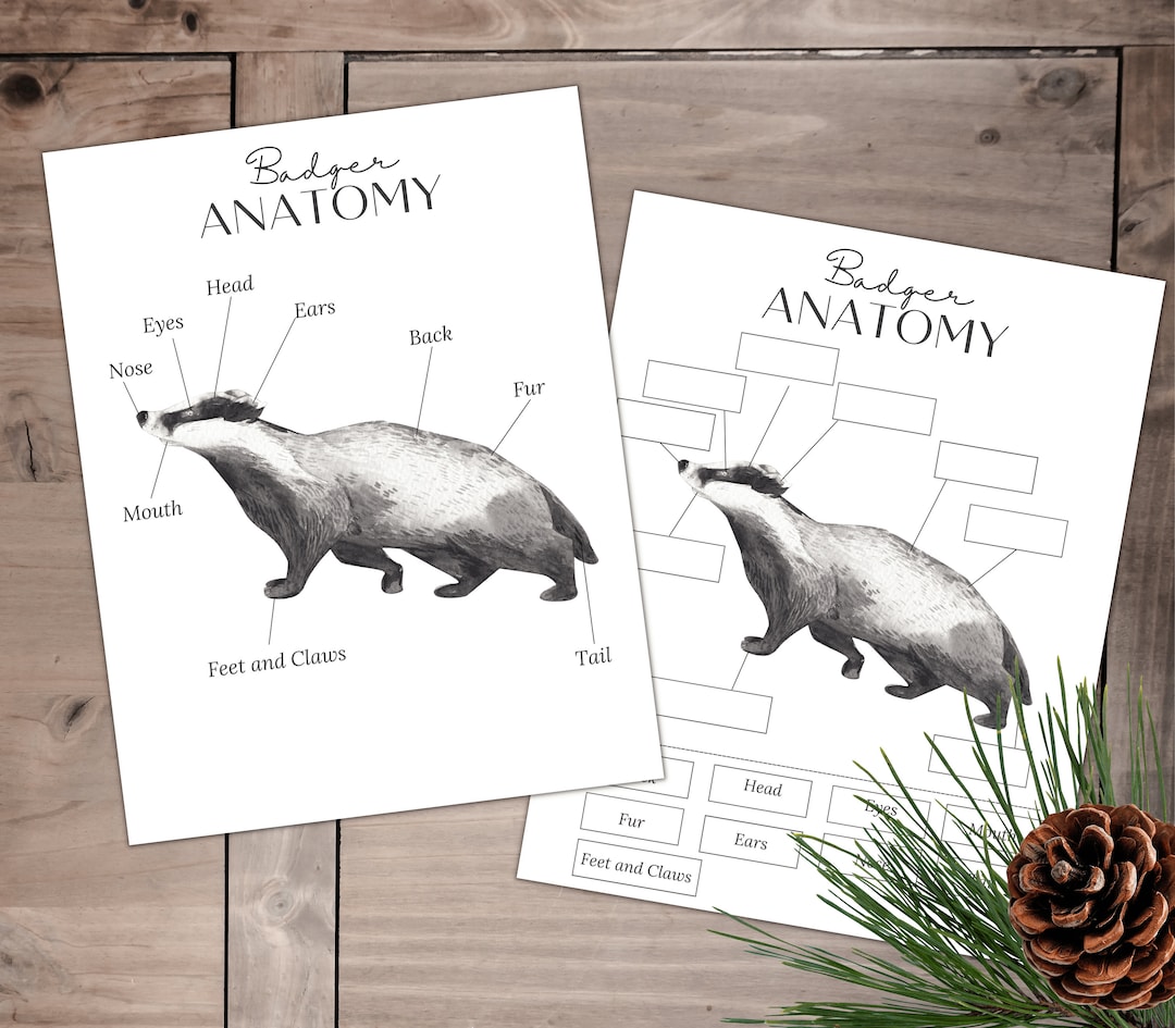 BADGER Anatomy, Poster and Labeling Activity, Homeschool, Instant ...